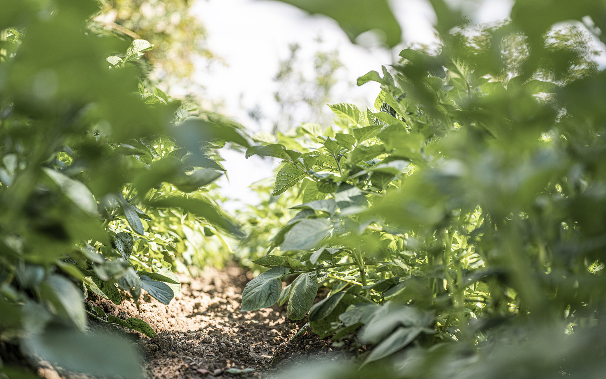Orto-mania per il 62% degli italiani. I 10 consigli da seguire | Sky TG24