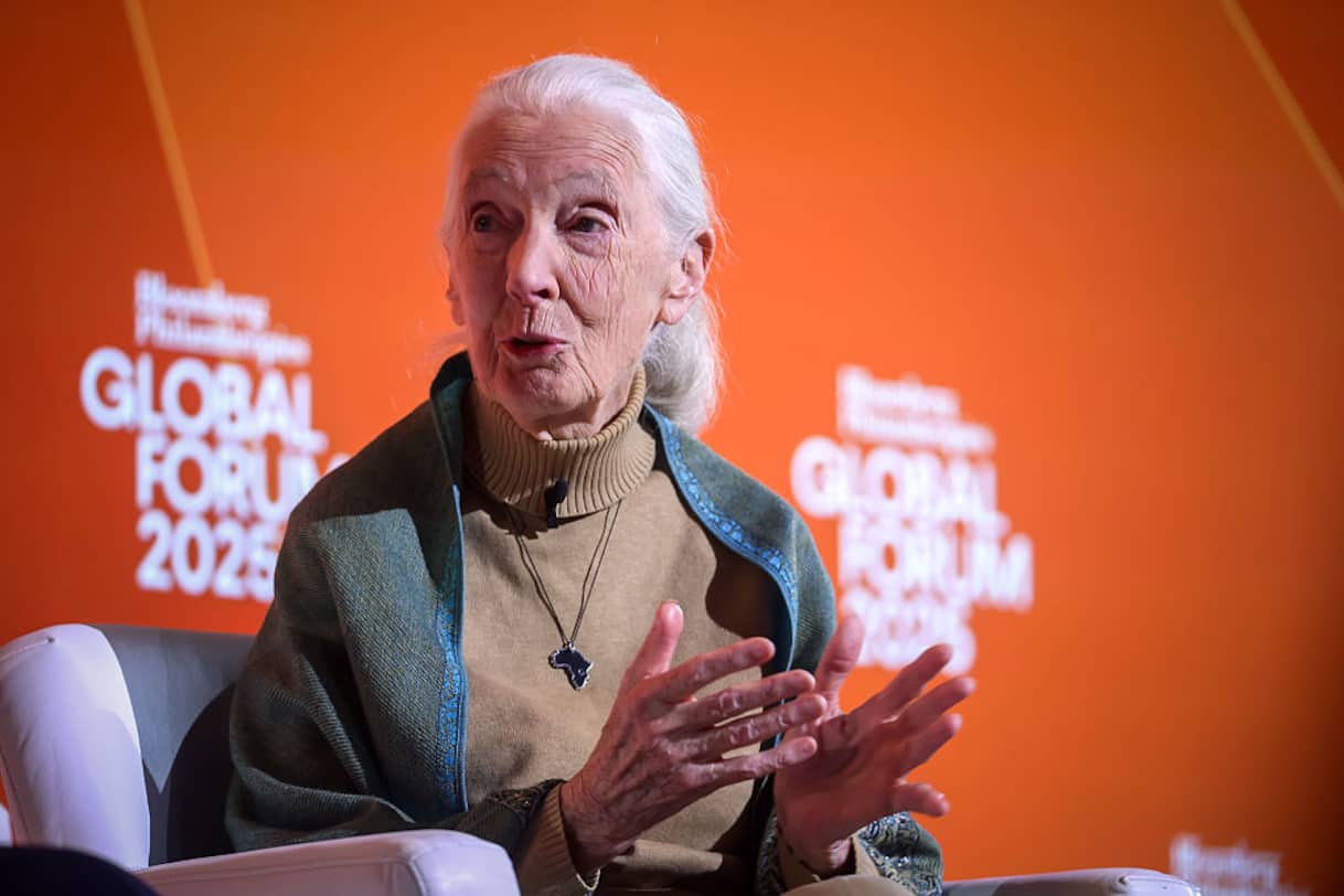 Morta a 91 anni la celebre etologa Jane Goodall | Sky TG24
