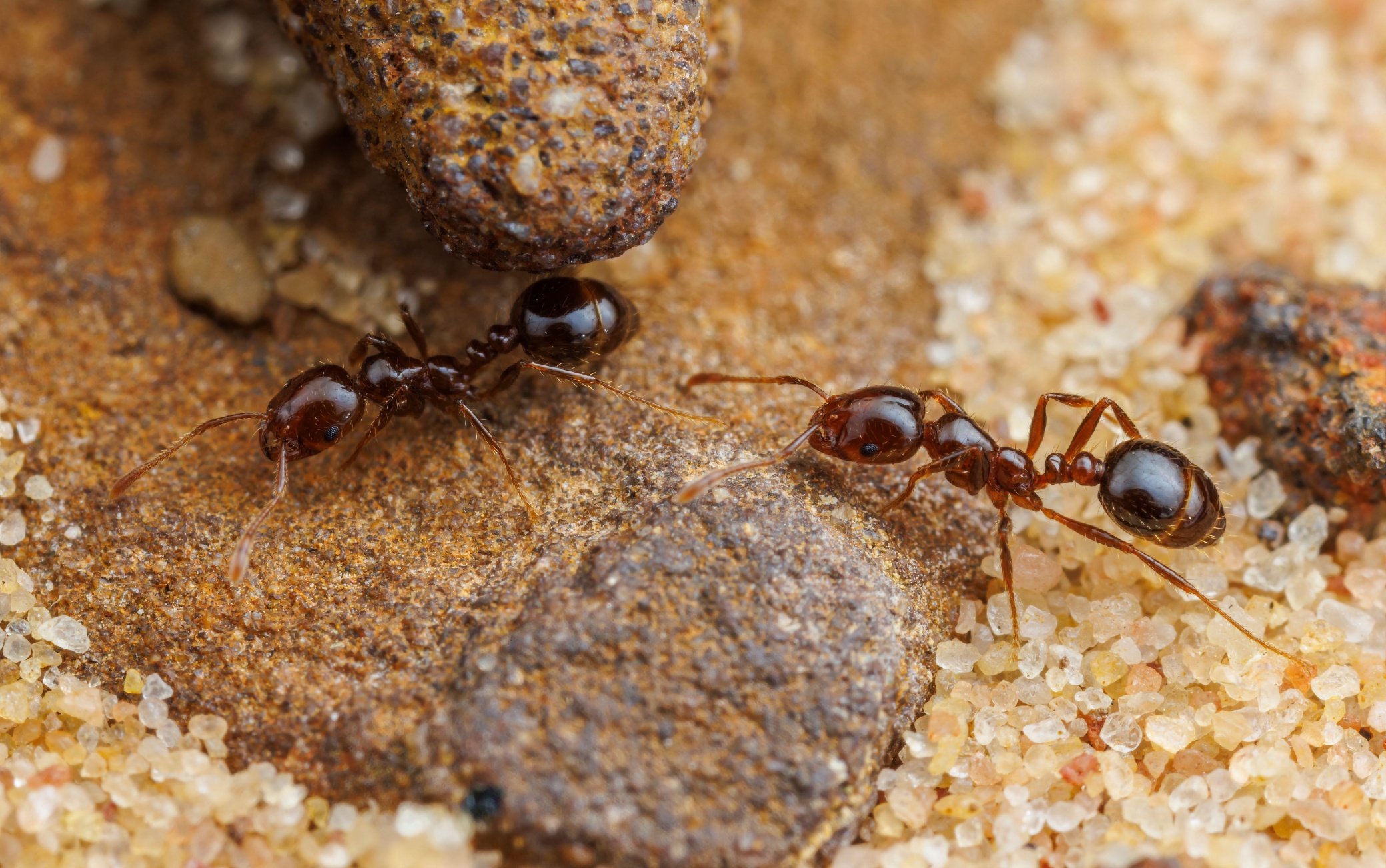 Formica rossa di fuoco, perché si chiama così e perché è pericolosa ...
