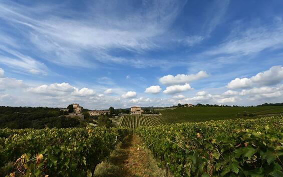 Vegebot, il primo robot contadino che raccoglie la lattuga | Sky TG24