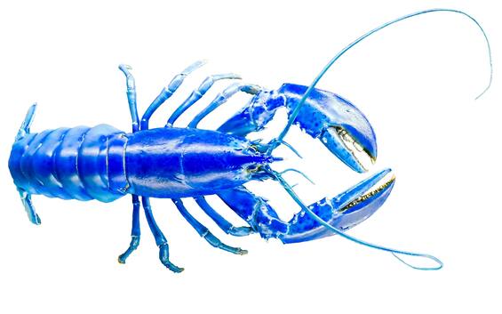 Regno Unito, rara aragosta blu pescata in Cornovaglia | Sky TG24