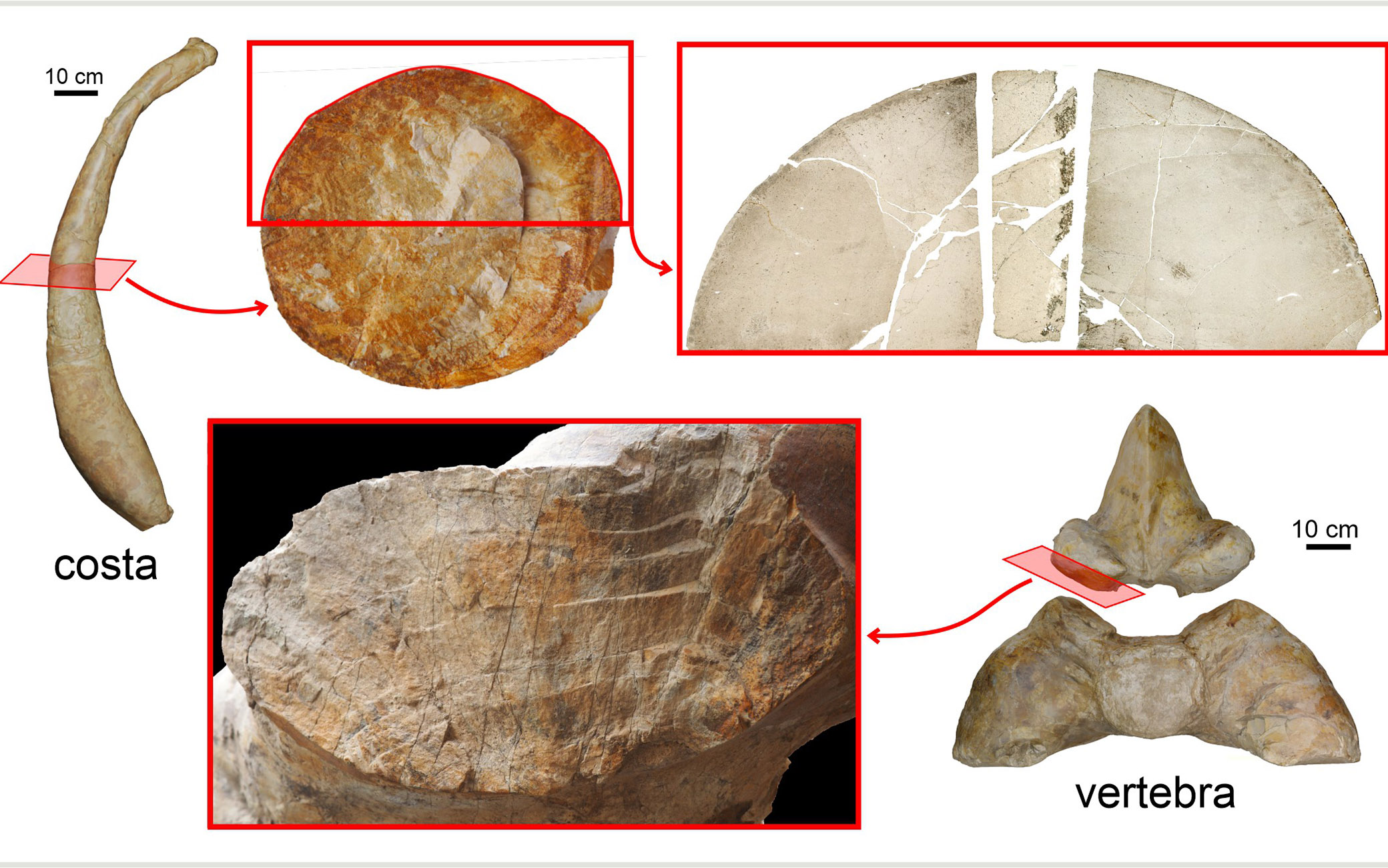 Perucetus colossus, animale più pesante mai esistito scoperto in Perù ...