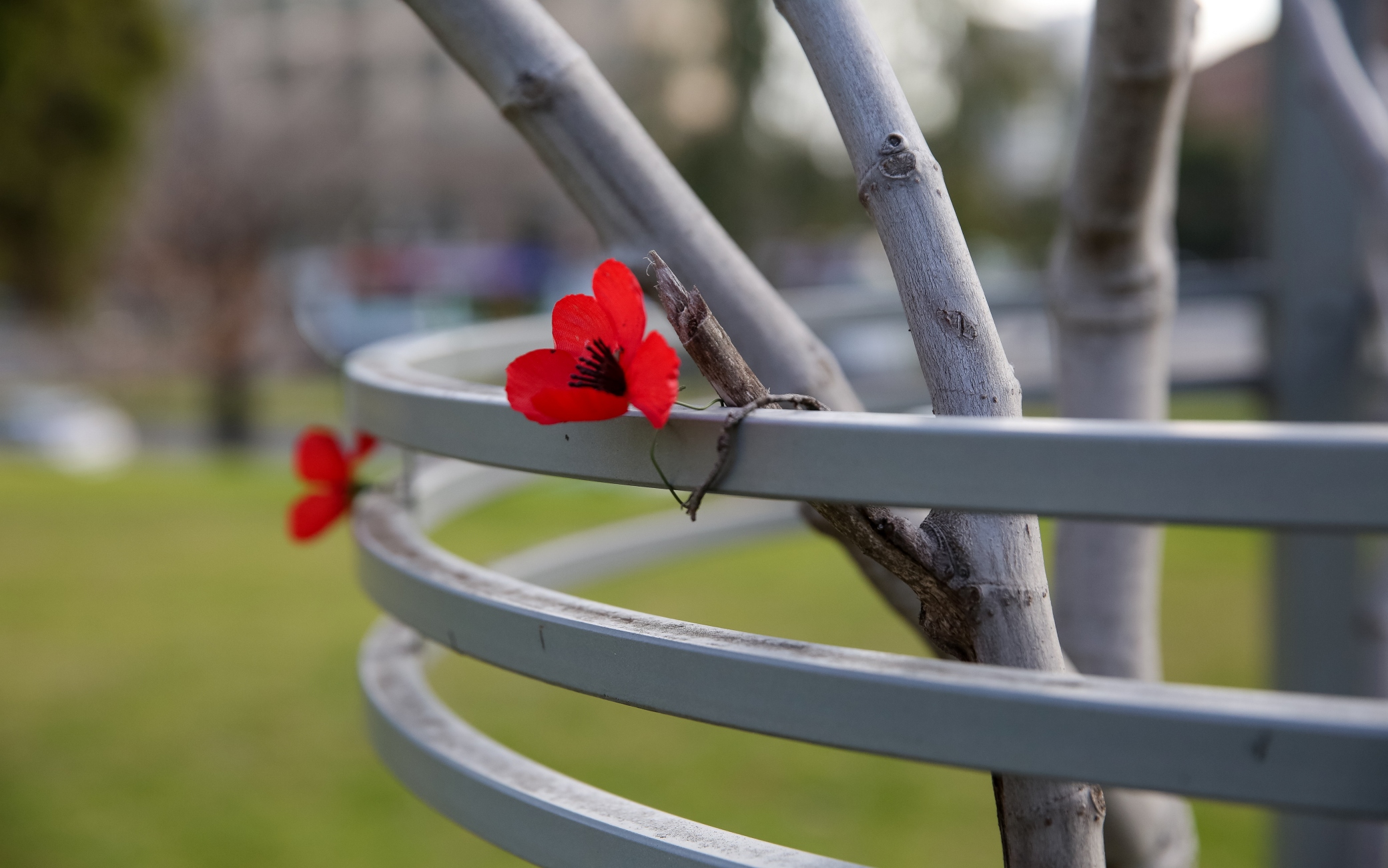 Remembrance Day in Inghilterra, cos'è e cosa significa il simbolo del ...