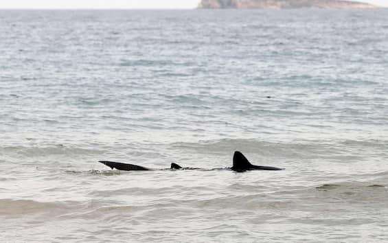 Queensland, studente di Parma attaccato da uno squalo: gli ha staccato ...