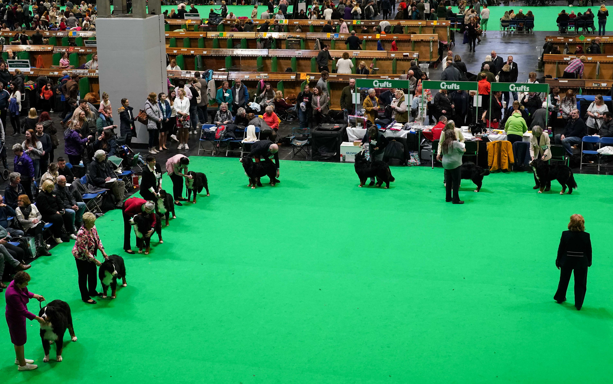 Crufts Dog Show, il più grande evento al mondo dedicato ai cani. FOTO ...