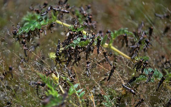 Invasione locuste, 25 milioni persone a rischio in Africa