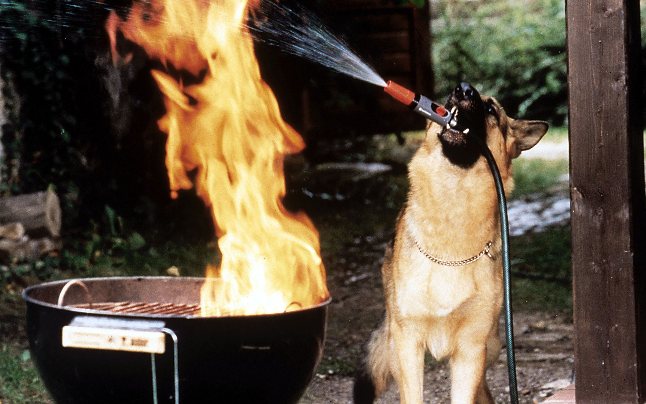 'Il Commissario Rex', 30 anni fa il debutto della serie tv cult: 11 ...