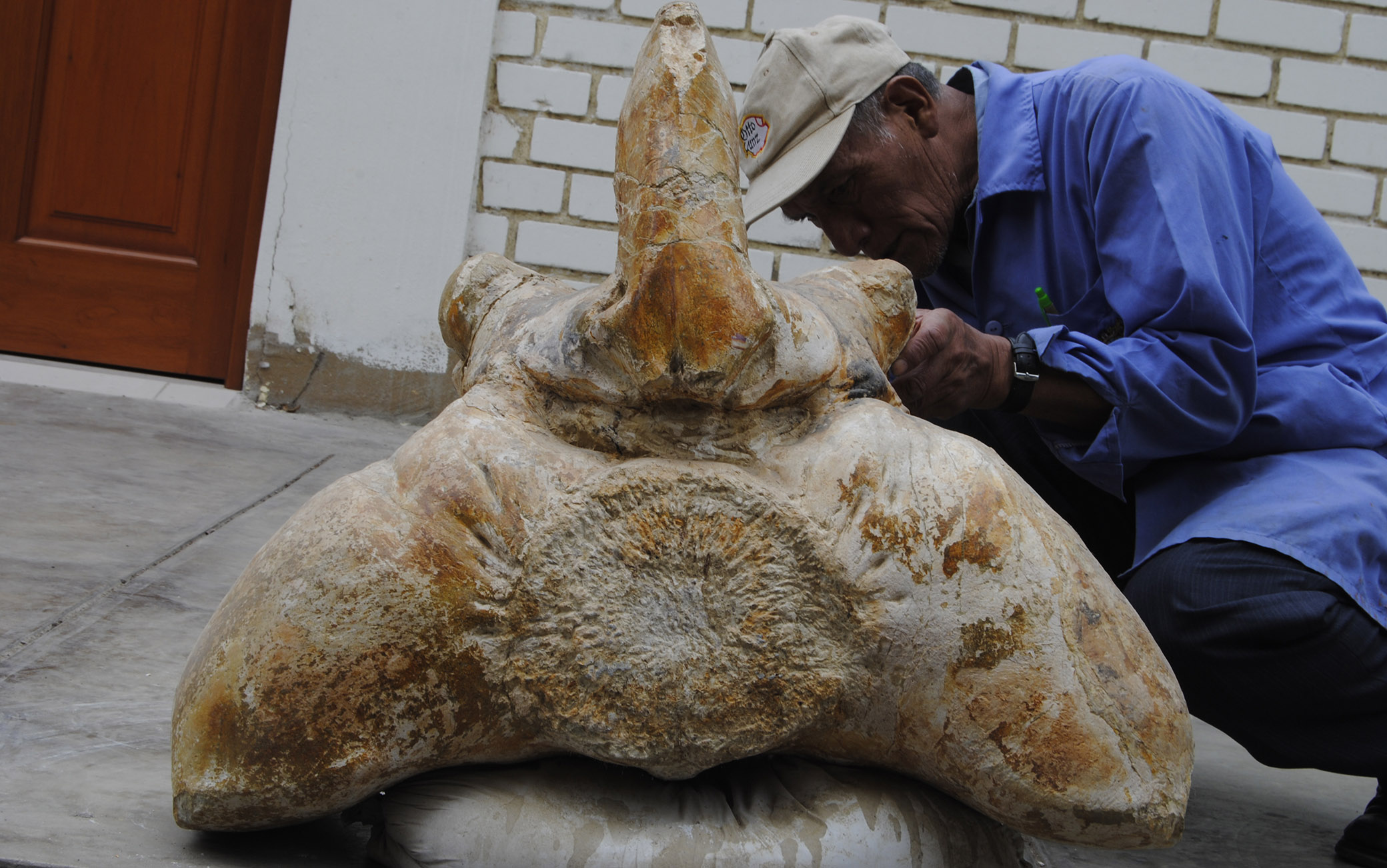 Perucetus colossus, animale più pesante mai esistito scoperto in Perù ...