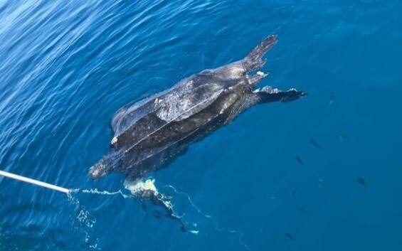 Tartaruga liuto ritrovata morta in mare a Viareggio | Sky TG24