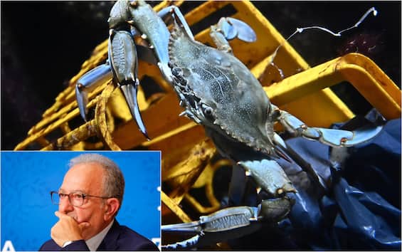 Granchio blu, è ancora emergenza: le sfide che dovrà affrontare il ...