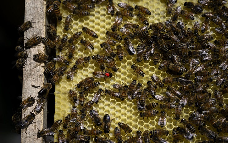USA, un agricoltore è morto ucciso da uno sciame d'api | Sky TG24