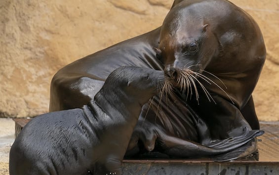 La mamma accudisce il cucciolo di leone marino appena nato in uno zoo ...