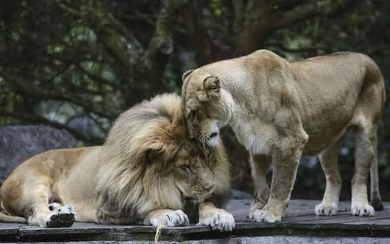 Mammiferi maschi più grandi delle femmine, uno studio sfata il mito ...