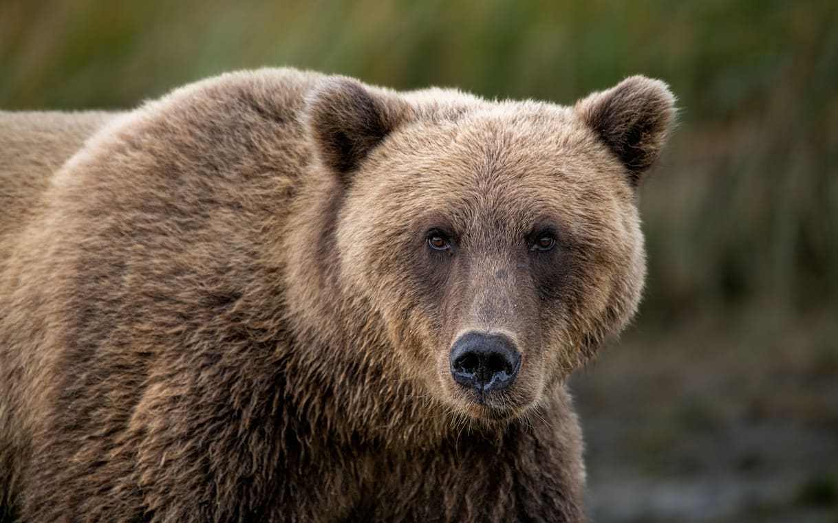 Canada, orso grizzly attacca scolaresca in gita nella Columbia ...