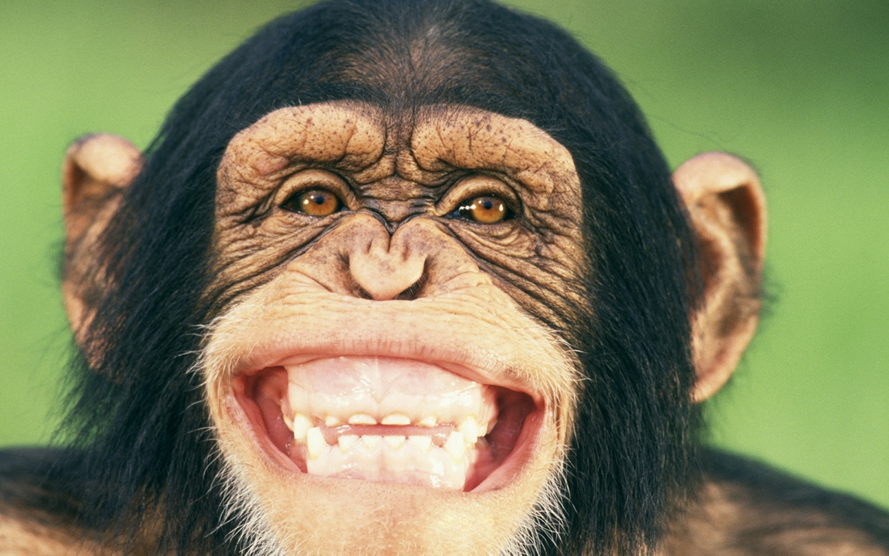 Gli animali ridono, sono 65 le specie che lo sanno fare. Lo studio ...