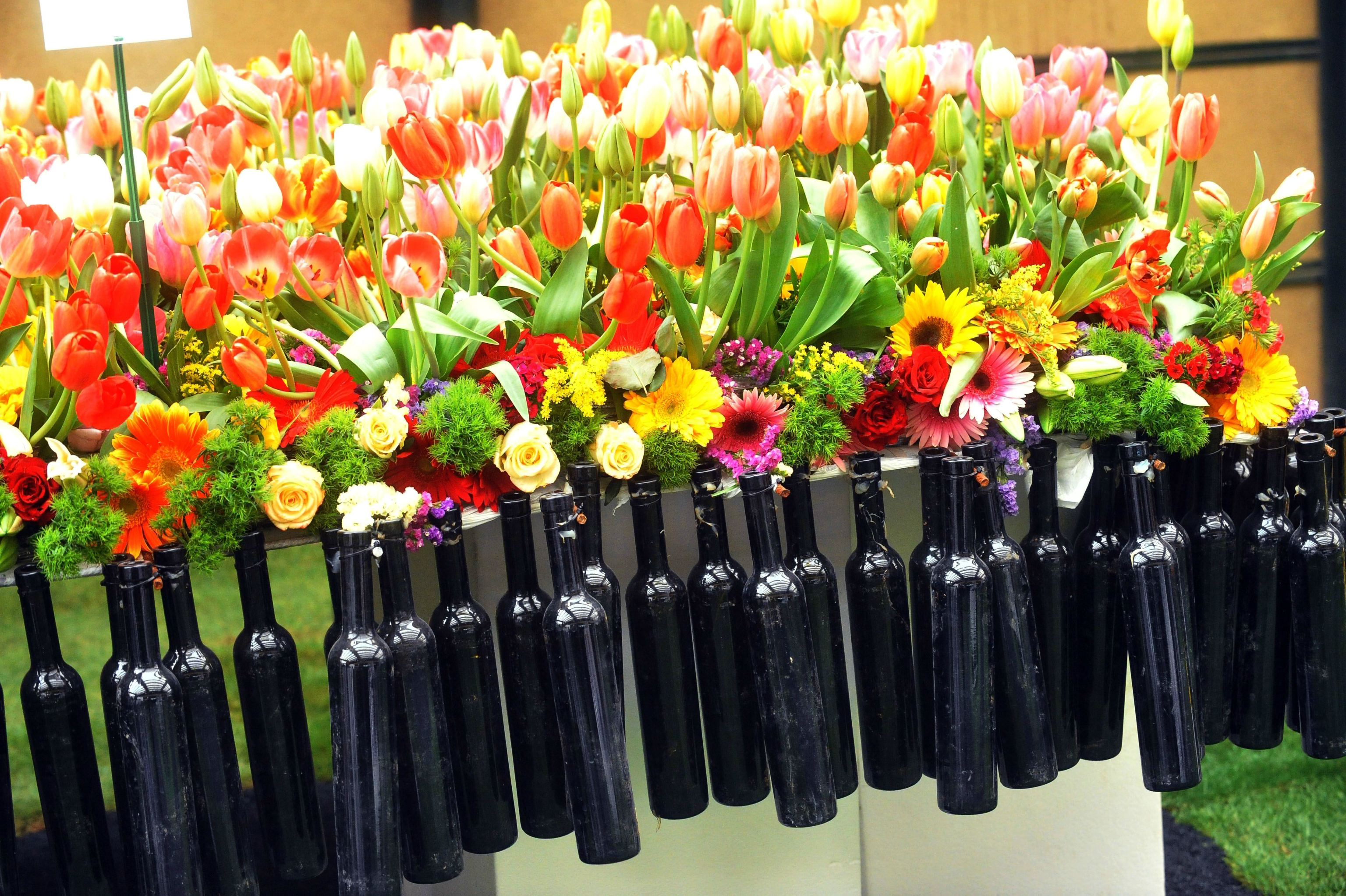 Tulipani, le fioriture più belle da vedere in Italia nel 2023. FOTO ...