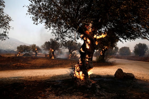 Incendio nei boschi vicino ad Atene, evacuate le zone balneari | Sky TG24