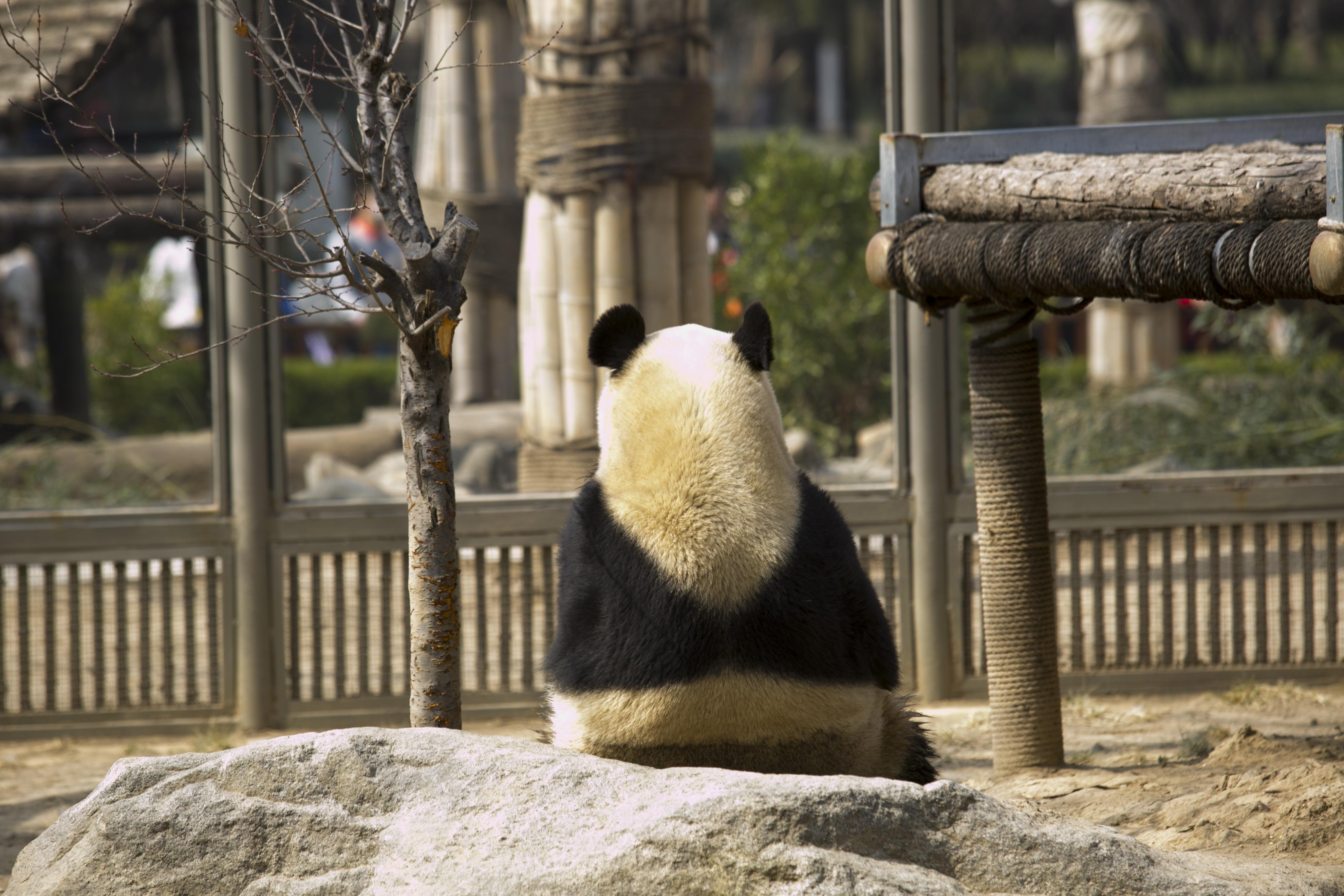 Cina, nello zoo di Jinan la star è un panda gigante. FOTO | Sky TG24