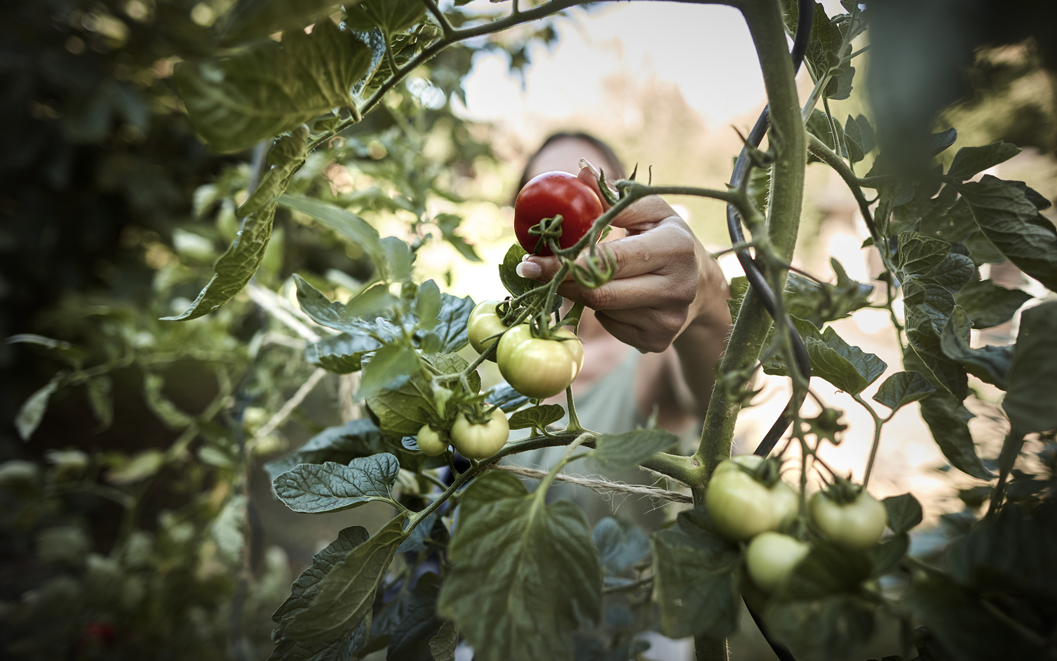Orto-mania per il 62% degli italiani. I 10 consigli da seguire | Sky TG24