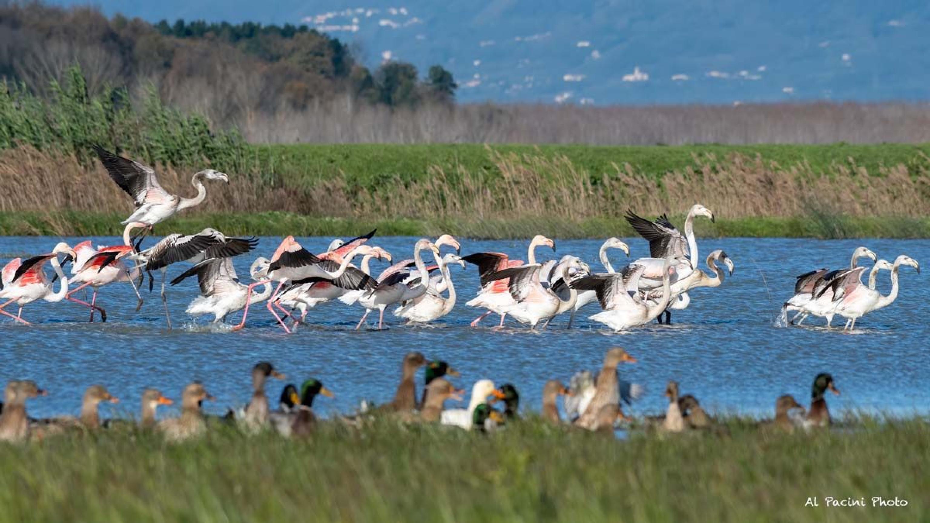 Padule di Fucecchio, avvistata colonia di fenicotteri rosa. FOTO | Sky TG24