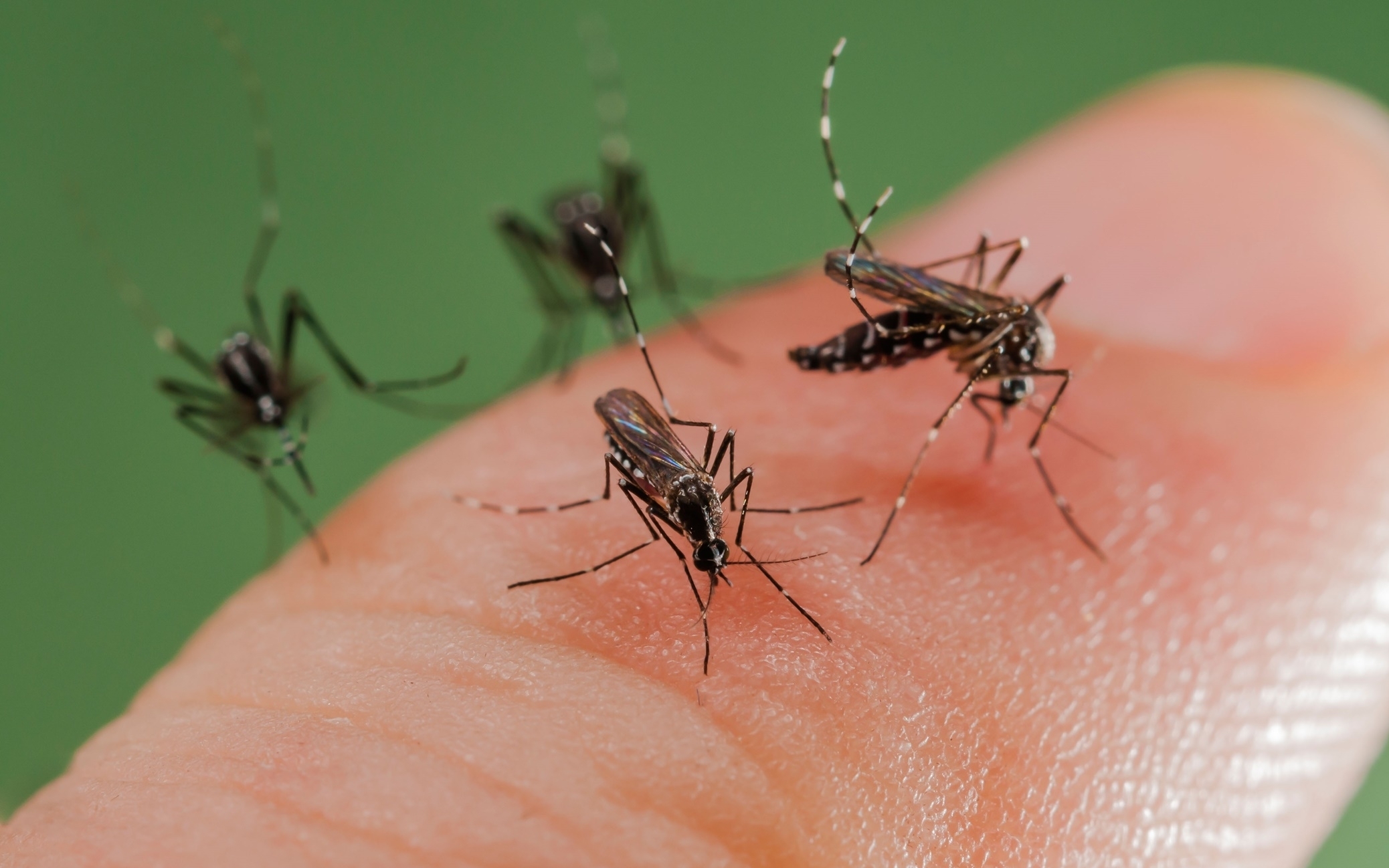 Zanzare, il prototipo di raggio laser che ne annienta 30 al secondo ...