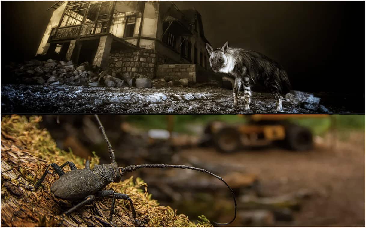 Wildlife Photographer of the Year 2025, vincitore categoria giovani l ...
