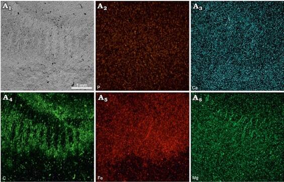 Scoperti fossili di vermi di 500 milioni di anni fa simili a creature ...