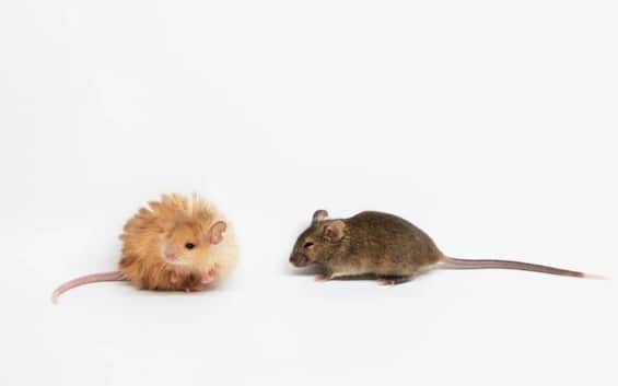 Topo lanoso, nuova specie creata in laboratorio: obiettivo far rivivere ...