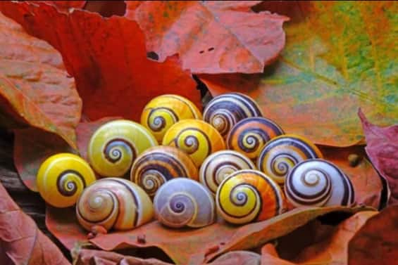 Rischio di estinzione per la rara specie di lumache Polymita Picta ...