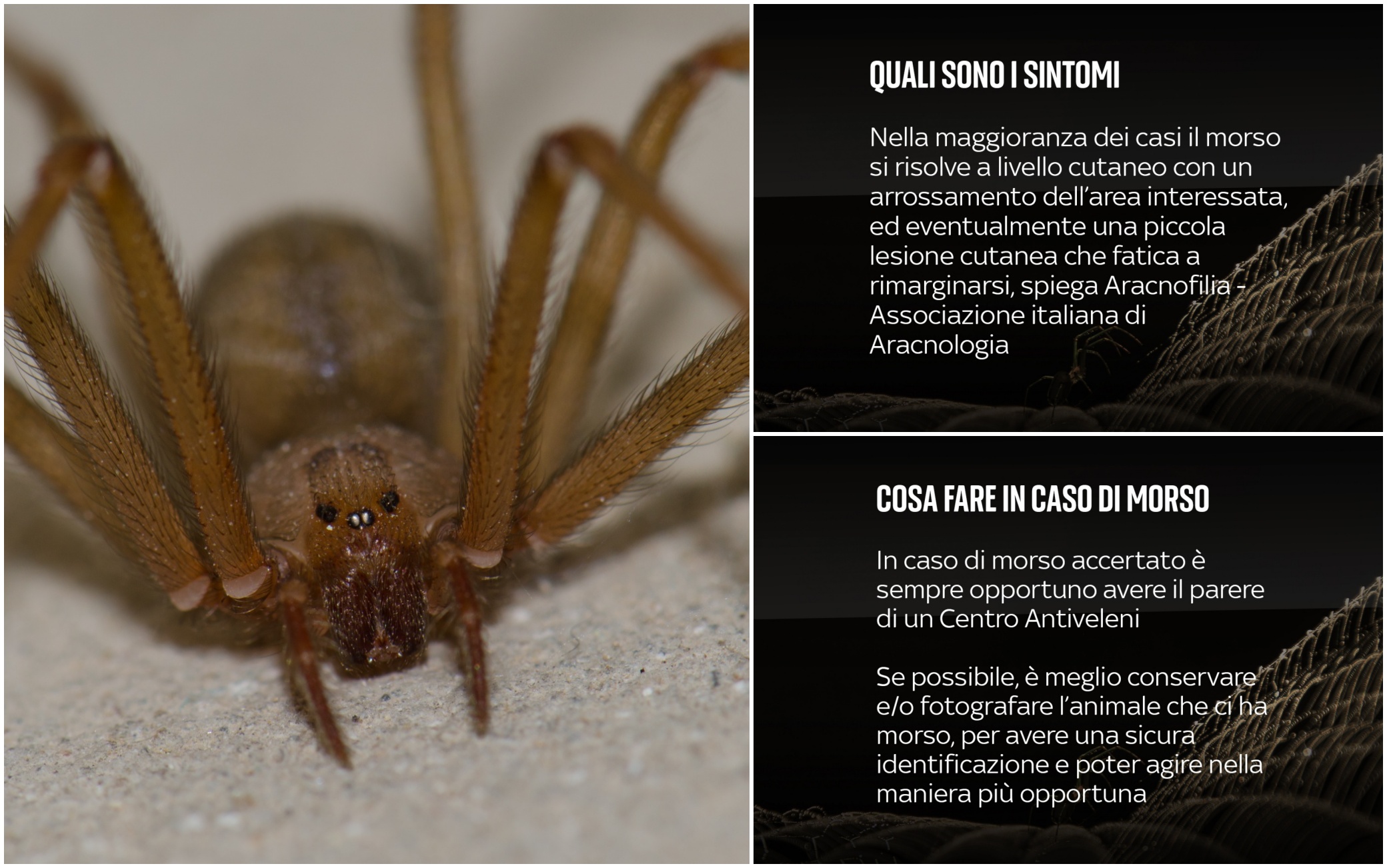 Ragno violino in Italia, come riconoscerlo, il morso e i sintomi. FOTO ...