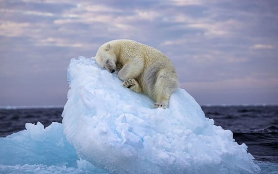 Orso polare che dorme su un iceberg: foto selezionata al Wildlife ...