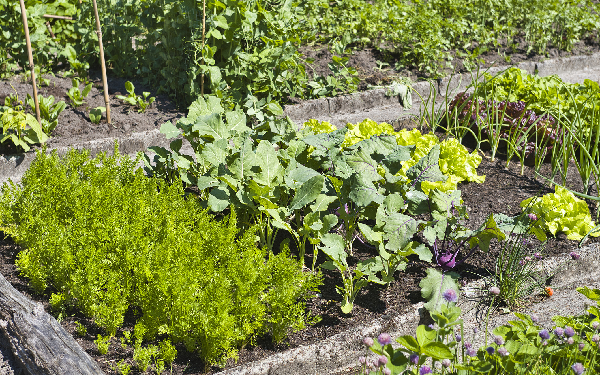 Orto-mania per il 62% degli italiani. I 10 consigli da seguire | Sky TG24