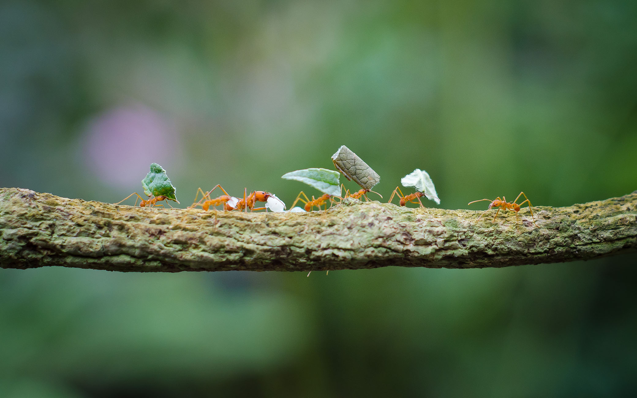 Tutti gli animali che vivono nella foresta pluviale. FOTO | Sky TG24