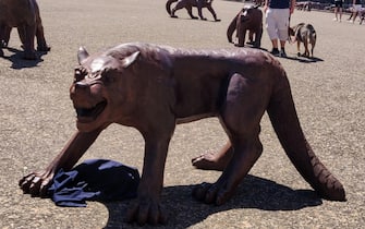 Lupi di Liu Ruowang in mostra nelle piazze di Firenze. FOTO