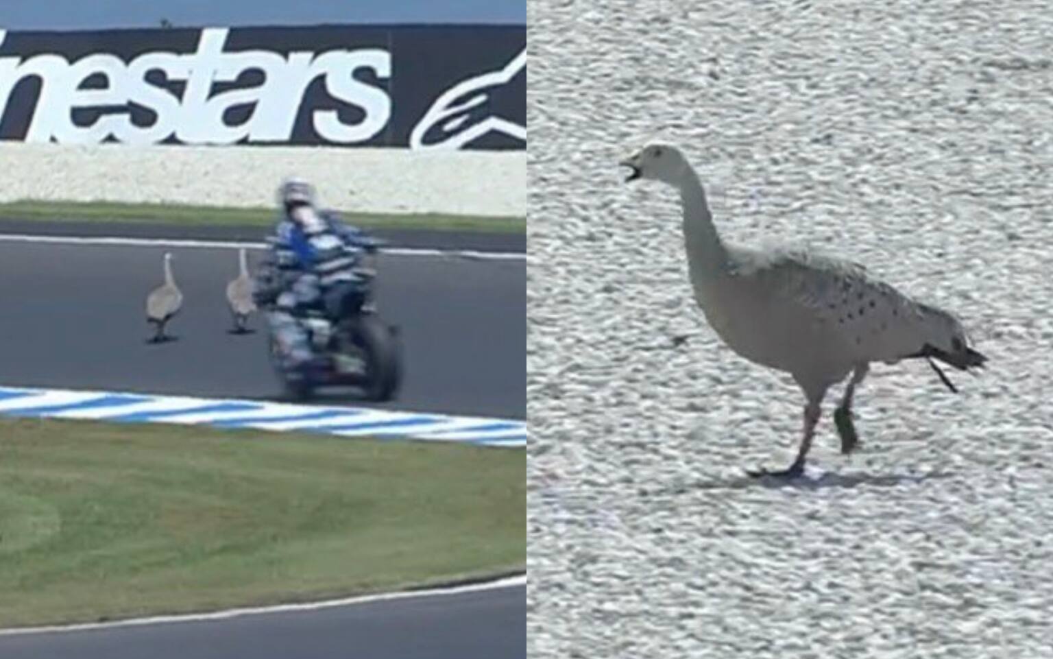 MotoGP, GP Australia: oche in pista. Tutte altre 'invasioni' di animali | Sky Sport