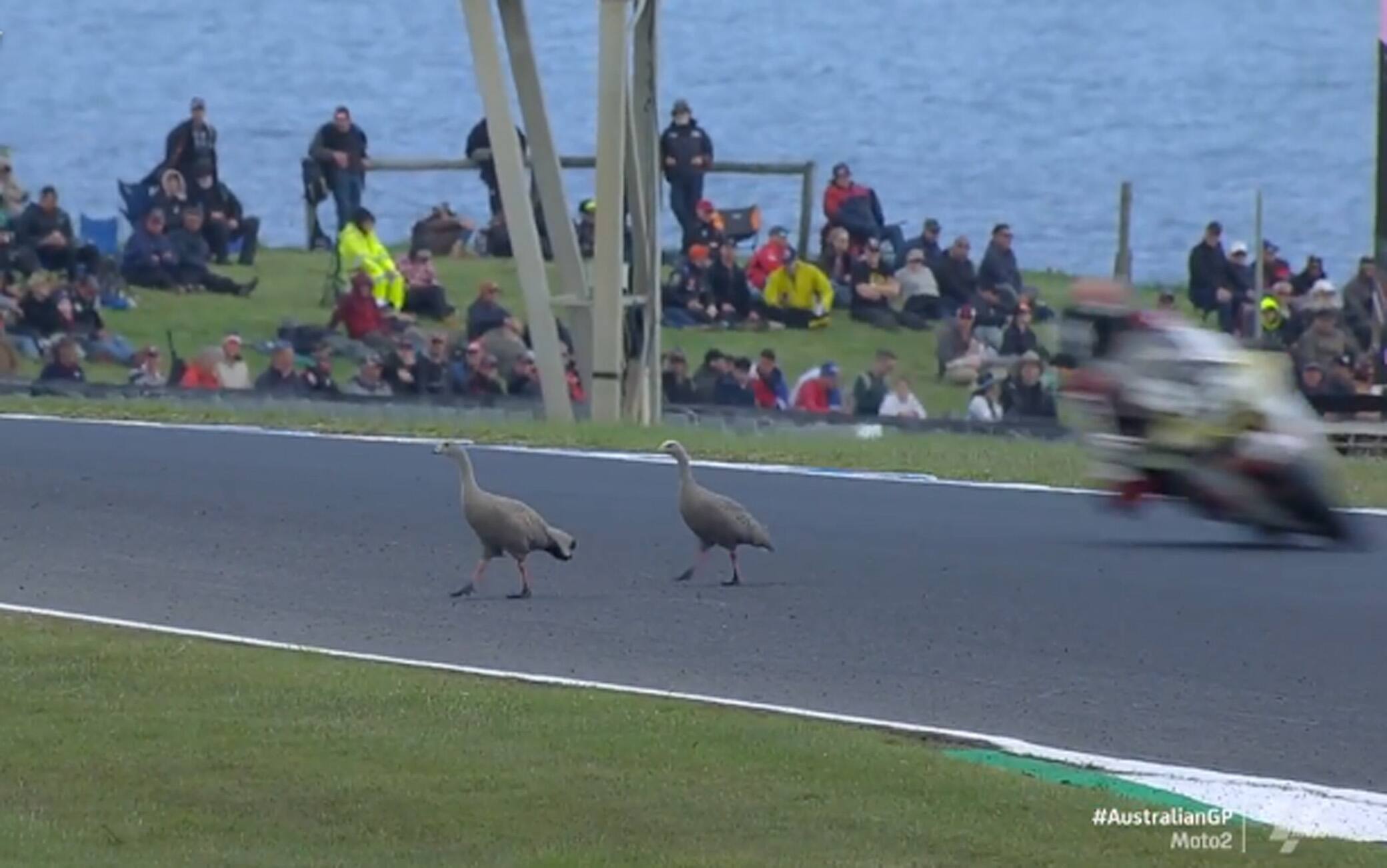 MotoGP, GP Australia: oche in pista a Phillip Island. Tutte altre 'invasioni' di animali | Sky Sport