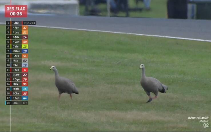 MotoGP, GP Australia: oche in pista a Phillip Island. Tutte altre 'invasioni' di animali | Sky Sport