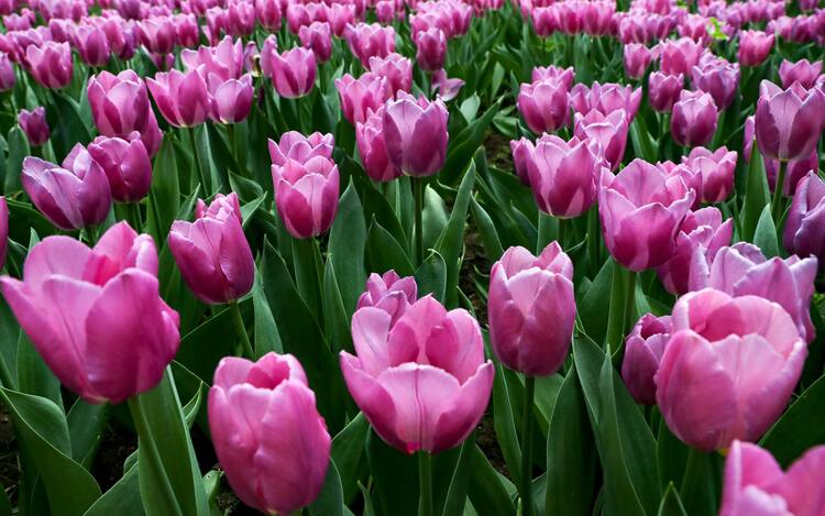 Tulipani, varietà da conoscere e significato