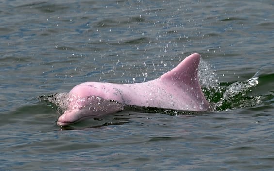 Rarissimo delfino rosa avvistato nella baia di Hong Kong