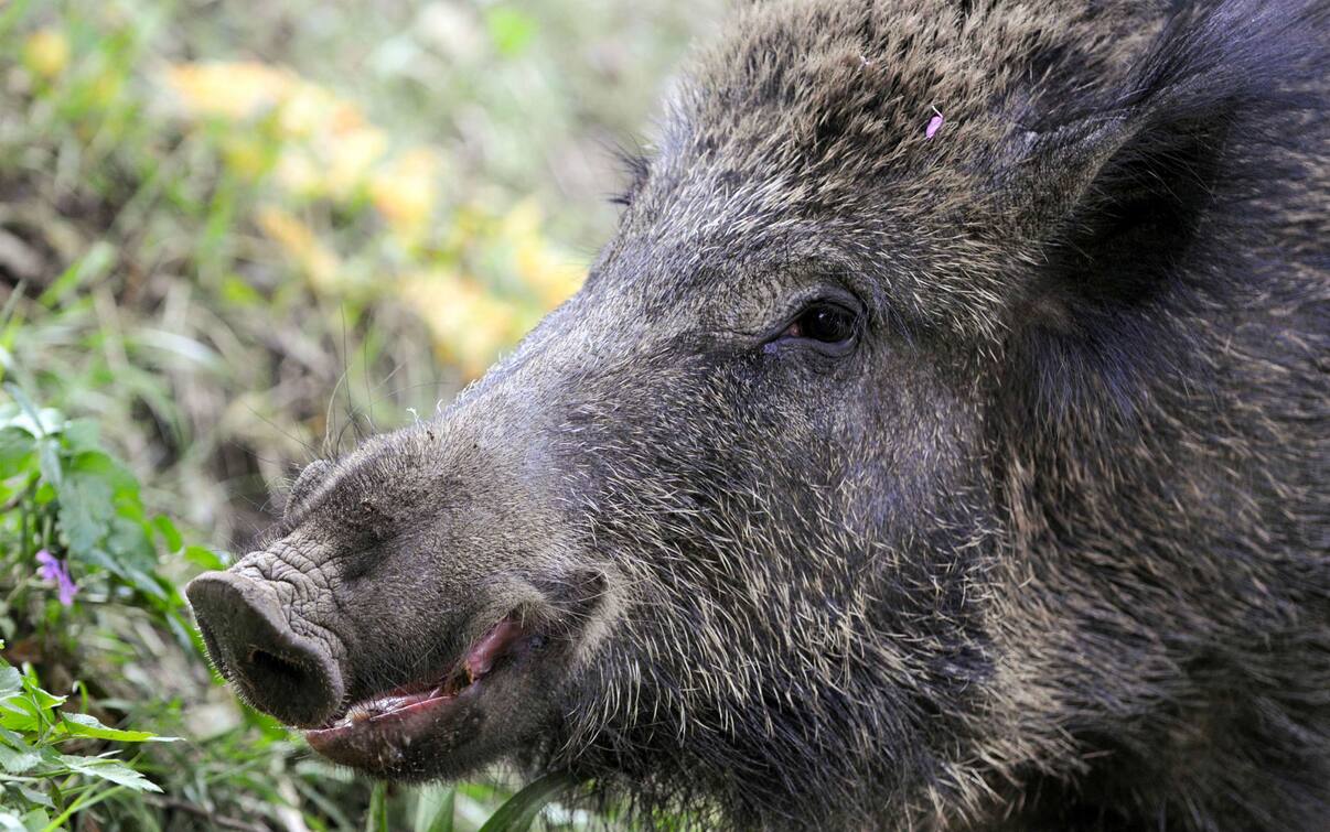Pericolo cinghiali: in Italia sono 2 milioni tra campagna e città. I DATI