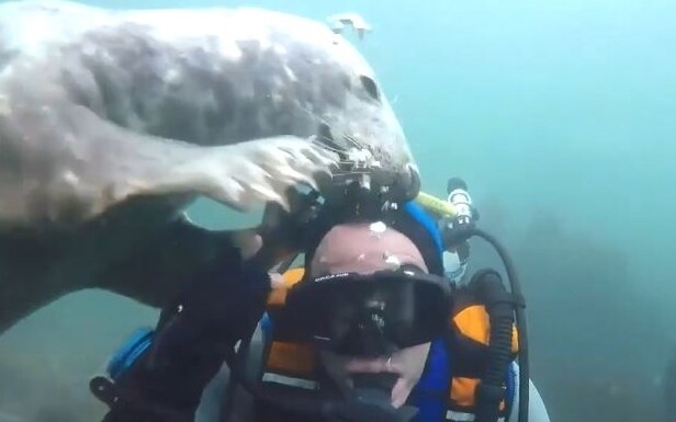 Una foca gioca con la muta di un sub. VIDEO | Sky TG24