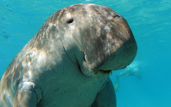 Dugongo dichiarato estinto in Cina: nessun esemplare avvistato dal 2008 ...