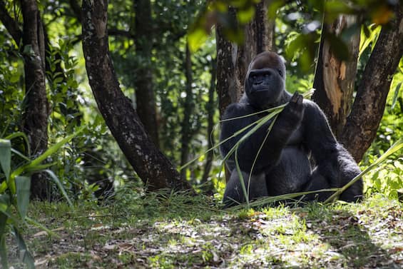 Animali, report Wwf: scomparso il 69% della fauna selvatica in 50 anni ...