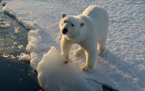 Il 27 febbraio è la giornata mondiale dell'orso polare, le sfide di una ...
