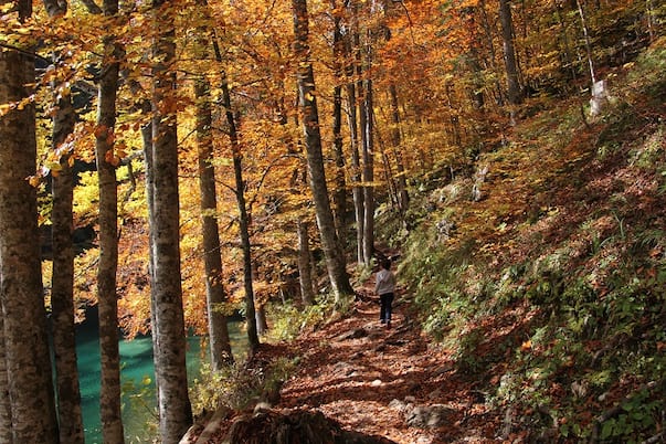 Giornata Mondiale delle Foreste, le 10 più belle d'Italia | Sky TG24