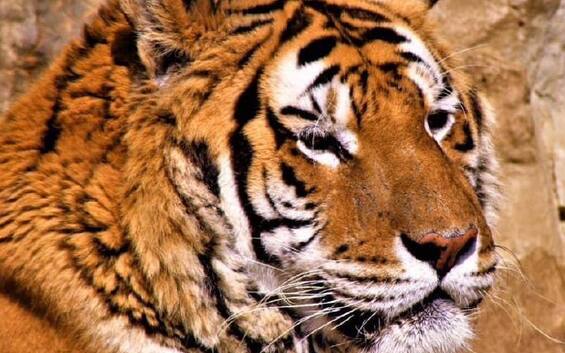 India, popolazione delle tigri cresciuta del 124,5% dal 2006 | Sky TG24