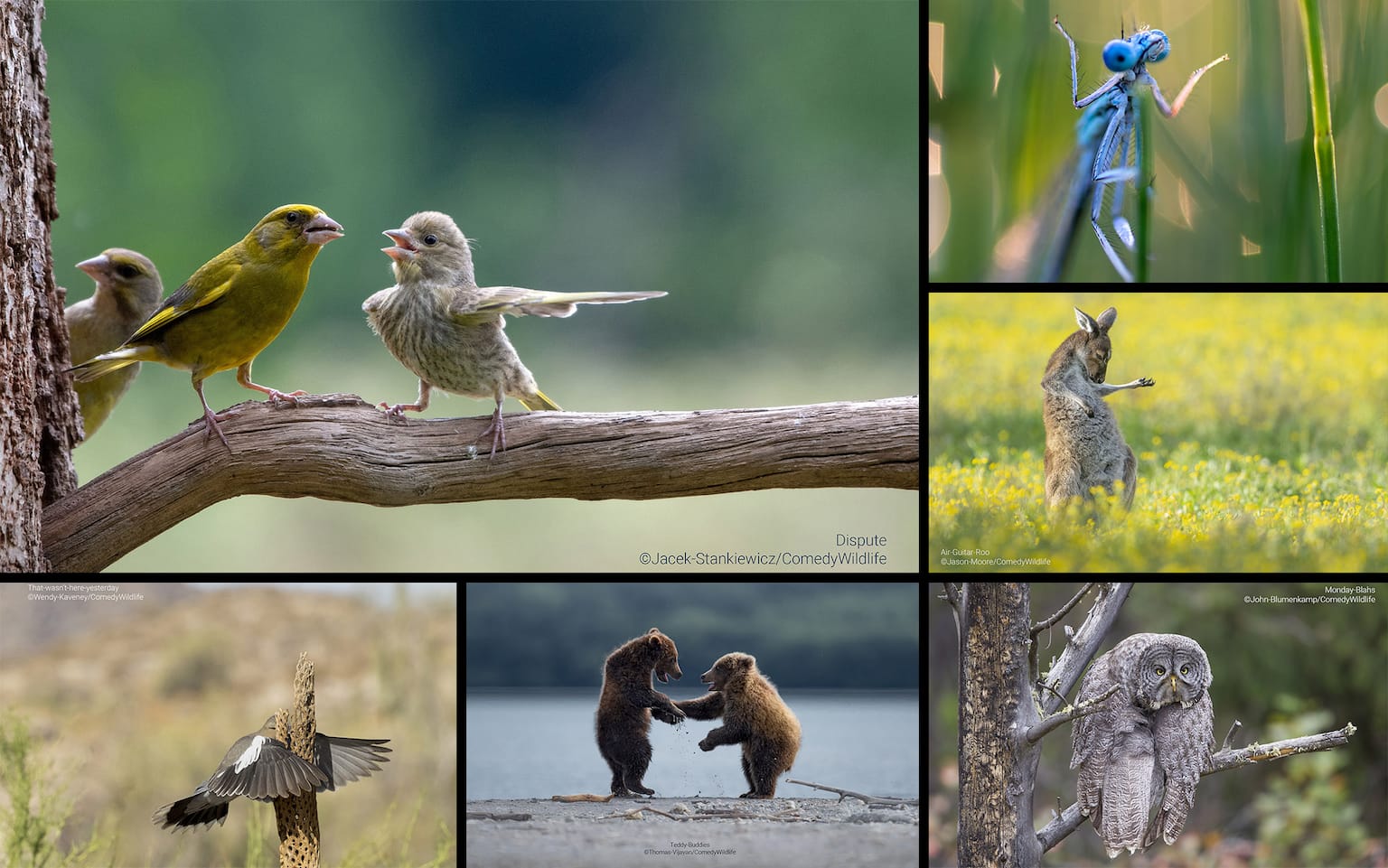 Foto di animali che fanno ridere: i finalisti del Comedy Wildlife Photo ...