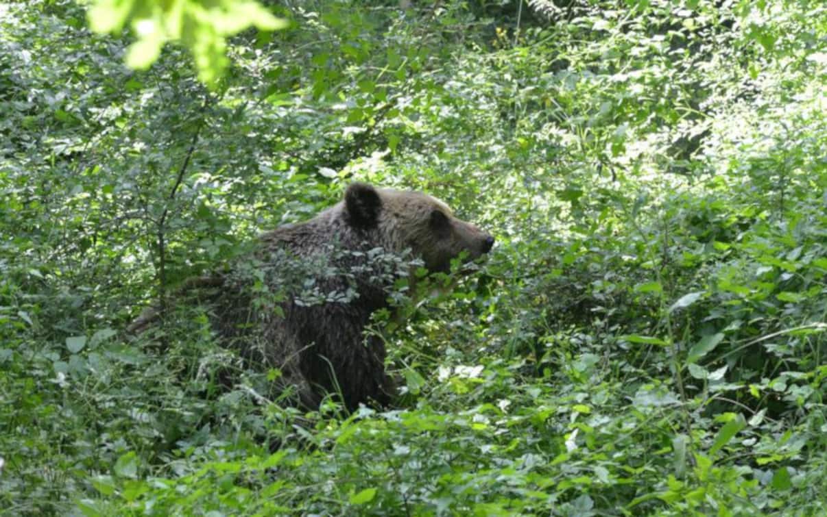 Orsi: come funziona lo spray anti-orso in arrivo in Trentino | Sky TG24