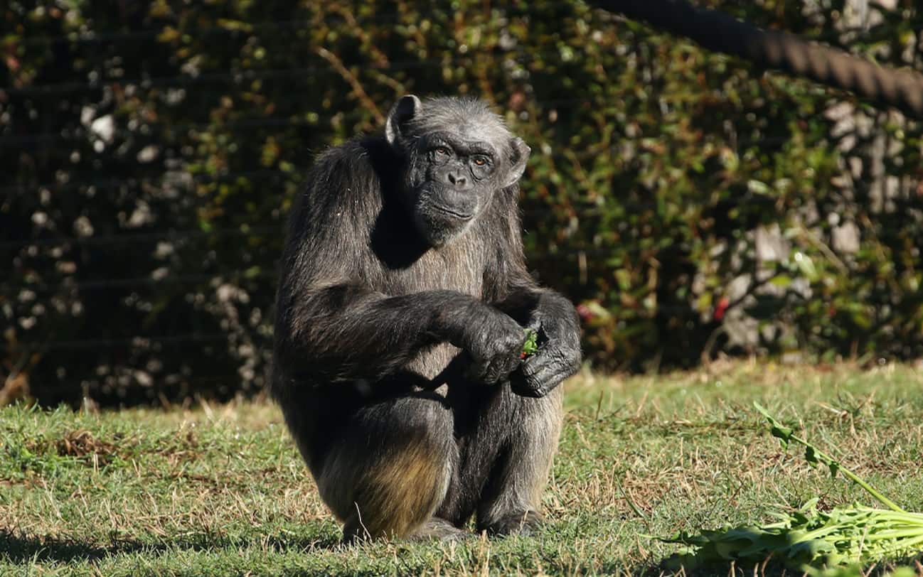 Australia, cucciolo di scimpanzé riabbraccia la madre dopo il morso di ...