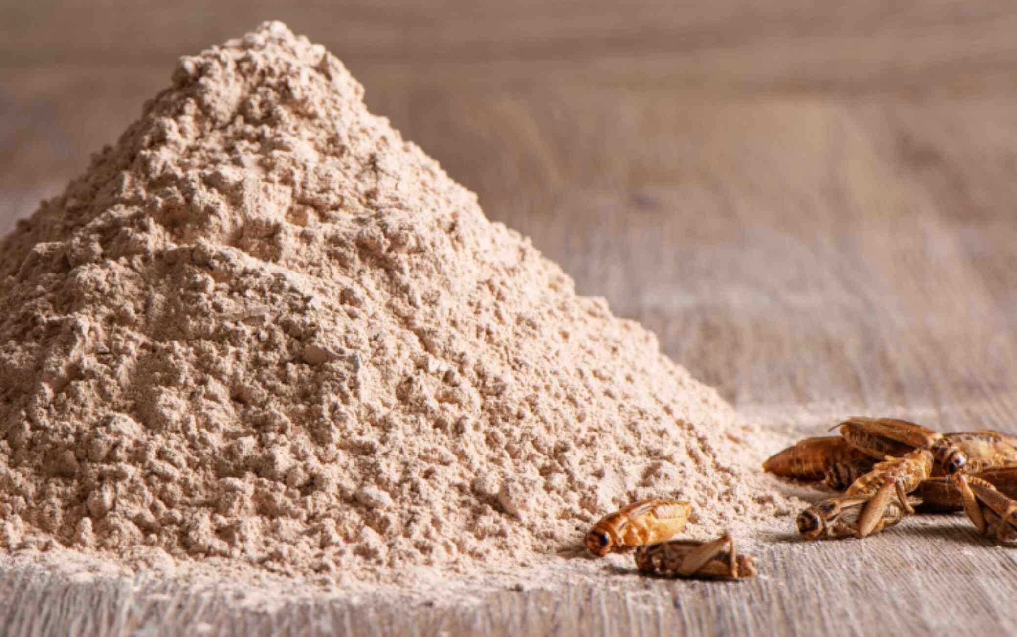 Farina di insetti in Italia, cosa prevedono i decreti per regolare ...